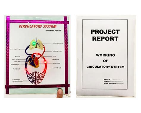 Circulatory System Science Project Model For School With Printed Report At Rs 299 Disaster