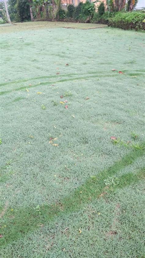 Jual Rumput Golf Bermuda Surabaya Tukang Taman Surabaya