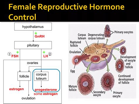 Hormonal Control Of Reproduction In Male And Female Mammals Pptx