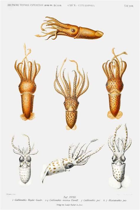 Fun Facts About The Strawberry Squid Octonation The Largest Octopus
