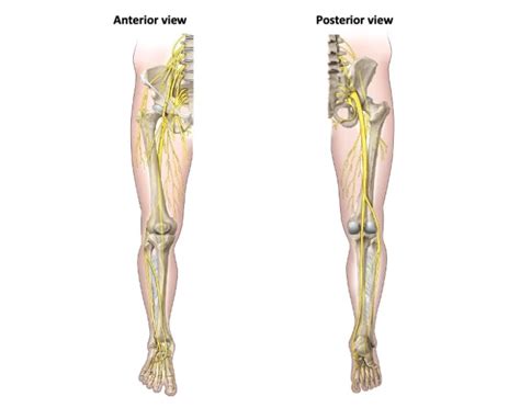 Nerves Of The Lumbar And Sacral Plexuses Quiz