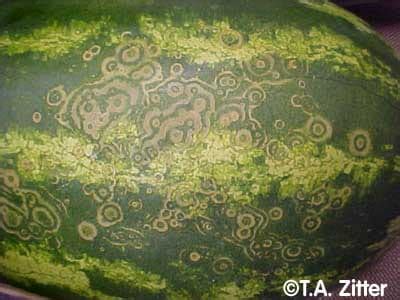 Watermelon Fruit Symptoms Cornell Vegetables