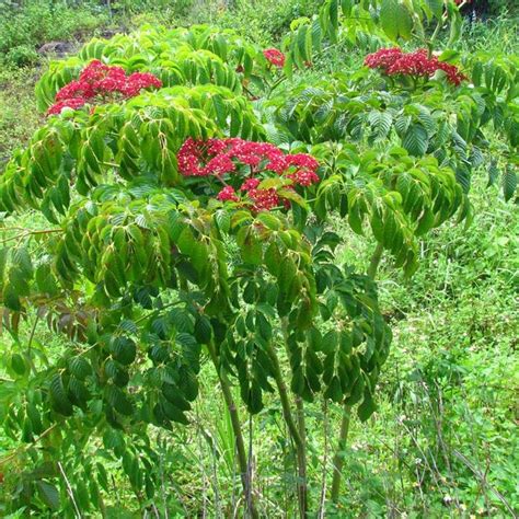 Léia Verde Leea Guineensis