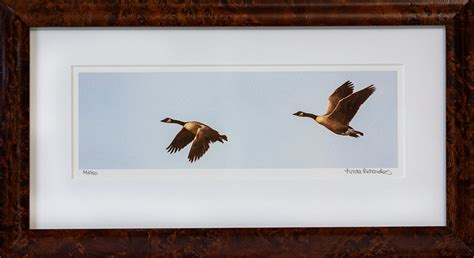 Lynda Richardson Title Canada Geese In Flight Crossroads Art Center