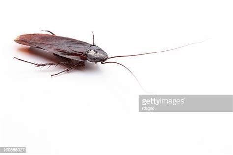 White Cockroaches Photos And Premium High Res Pictures Getty Images