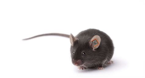 Rodent Identification Guide For Animal Research