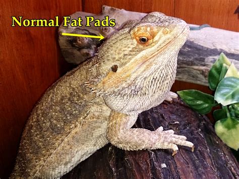 How To Get Rid Of My Bearded Dragon At Marvin Wolbert Blog