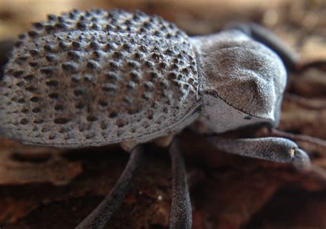 Meet Our Bugs Nevada Bugs And Butterflies