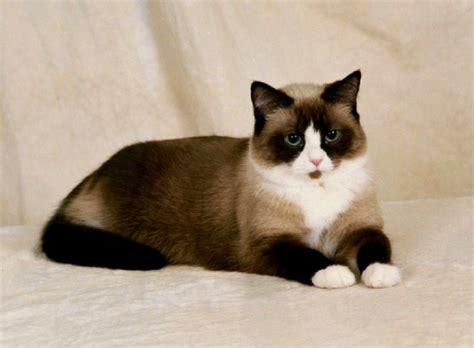 Snowshoe Cat Breed Guide Scrumbles Scrumbles Natural Pet Food