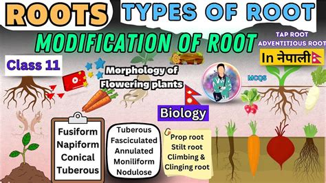 Class 11 Biology Root Types And Modification Of Root