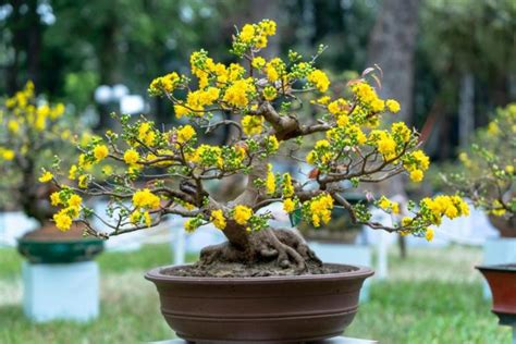 Fertilizing Bonsai Professional Tips And The Right Fertilizer