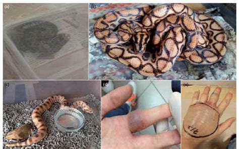 A Short Tailed Mamushi Gloydius Blomhoffii Brevicaudus B Rainbow