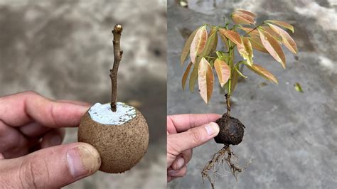 How To Propagate Lychee From Branches Youtube