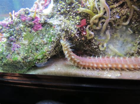 Bristle Worm In Saltwater Tank