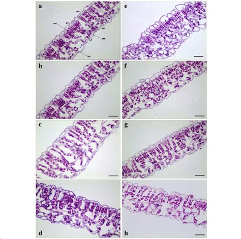 Light Micrographs Of Cross Section Through Leaves Of Soybean Note That Download Scientific