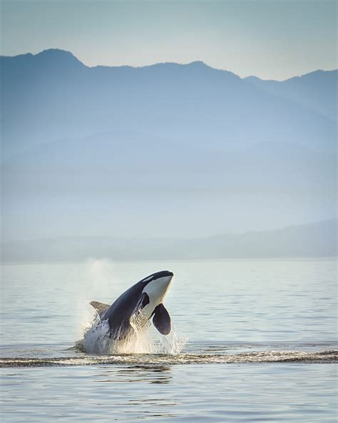 New Science On Same Sex Behavior In Wildlife The National Wildlife