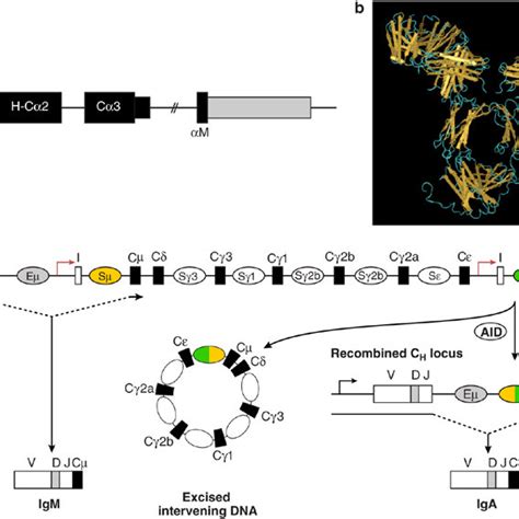 Costimulatory Signals For Class Switch Recombination Csr To Iga Baff Download Scientific