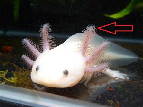 14 Fun Axolotl Facts Always Learning