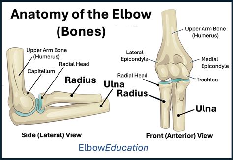 Anatomy Of The Elbow Elbow Education