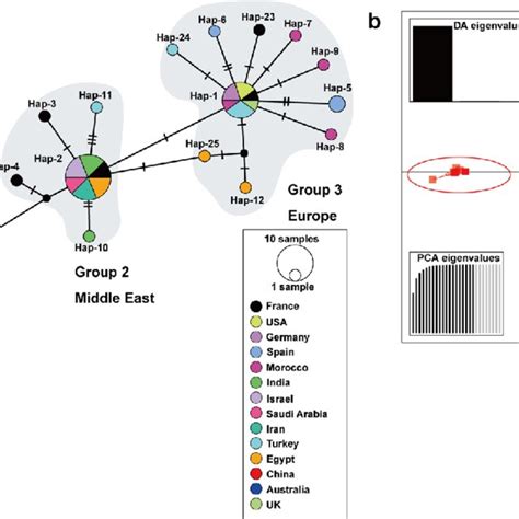 Analysis Of Haplotype Networks A And Pcoa Clustering B For Download Scientific Diagram