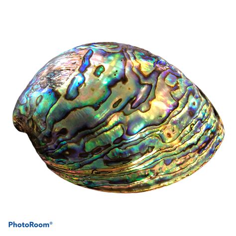 Paua Shell Butterfly Shop Kuranda