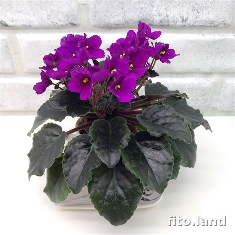 Фиалка Jolly Magic