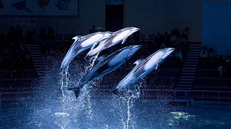 Dolphin Show At Maxell Aqua Park Shinagawa 【4k】 Youtube