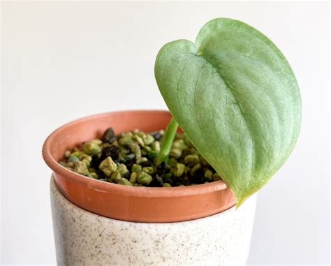 How To Propagate Your Scindapsus Pictus Silver Hero