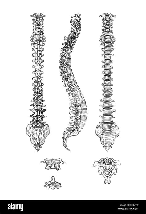 Human Spine Sketch