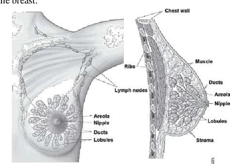 Figure 1 From Elm Based Detection Of Micro Calcification In Mammogram