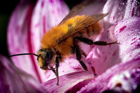 90 000 Free World Bee Day And Bee Images Pixabay