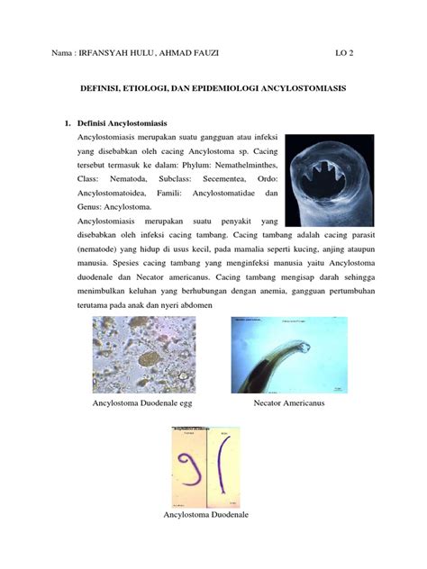 Definisi Etiologi Dan Epidemiologi Ancylostomiasis Pdf