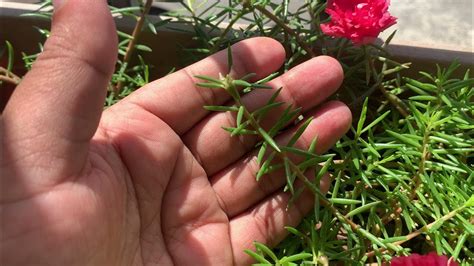 Portulaca Grandiflora Planta De Mañanitas Y Amor De Un Rato Cómo