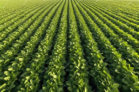 Premium Ai Image Soya Bean Soybean Field Ripening At Spring Season