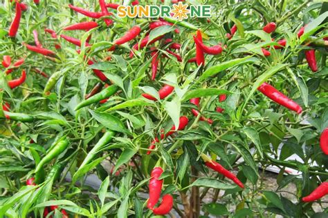 Kỹ Thuật Tưới Nước Cho Cây Ớt Hiệu Quả Bí Quyết Cho Mùa Bội Thu