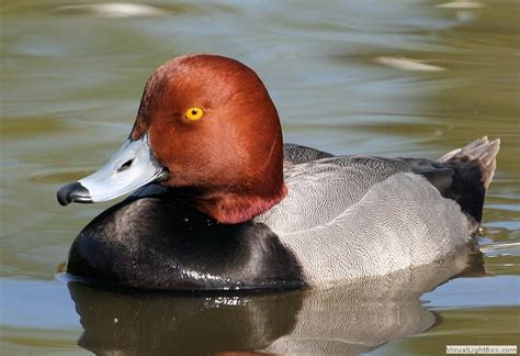 Common Pochard Vs Redhead Vs Canvasback Ducks Wildfowl Photography