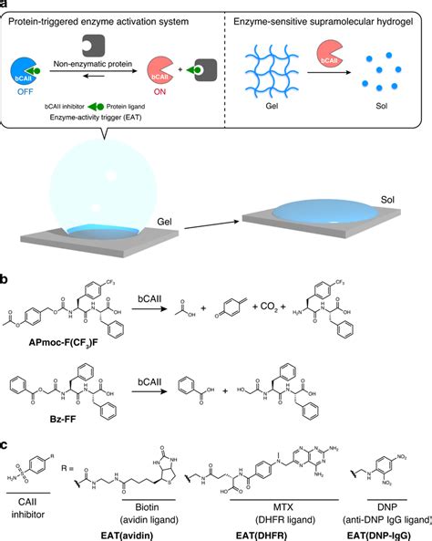 Enzymatic Protein Modifications At Delia Garibay Blog