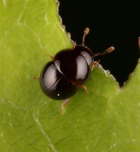 Beetle Agathidium Bugguidenet