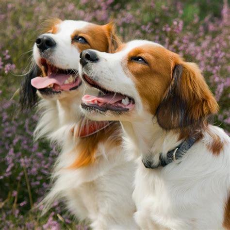 Kooikerhondje Kooiker Hound Small Dutch Waterfowl Dog Dutch Decoy