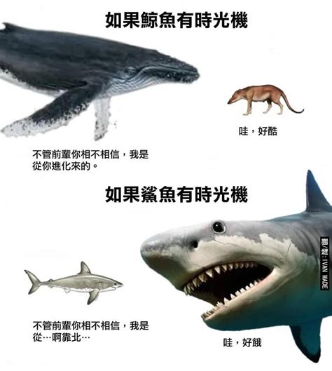 偶有龍新聞 物種時光機 大白🦈找祖先 1 文長分上下 長久以來 巨齒鯊一直作為大白鯊的放大版 出現在各類的影視作品 圖集 梗圖 最近在網路上 有一張跟古生物有關的梗圖 莫名紅了起來 圖片是兩