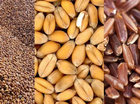 6 Semillas Que Debes Comer Para Bajar De Peso