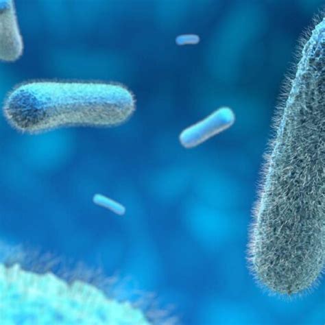 The Potential Of Seaweed Farming In Brazil Global Supply Of Macro