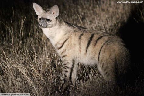 Aardwolf Facts Pictures Information And Video The Insect Eating Hyena