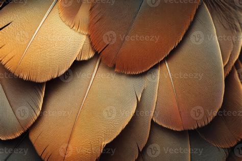 Detailed Close Up Of Colorful Bird Feathers Showcasing Intricate
