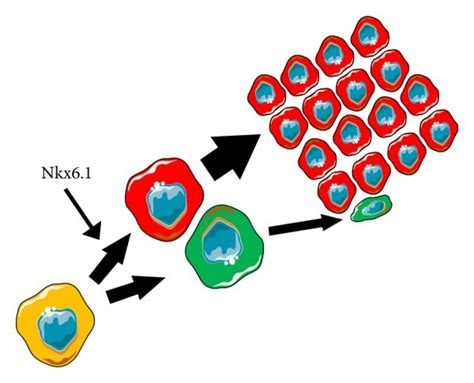 Hypothetical Origin Of Delta Cell Hyperplasia Schema Was Composed On Download Scientific