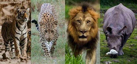 Clouded Leopard Diet Habitat And Facts Big Cats India