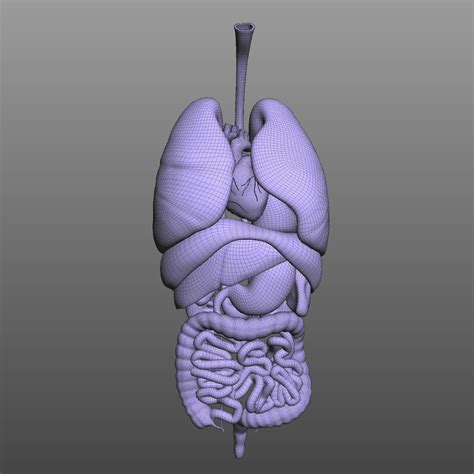 Rigged Male Anatomy 3d Model By Azulutak Rigged Male Anatomy 3d Model By Azulutak