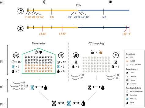 Schematic Representation Of The Experimental Design And Data Analysis