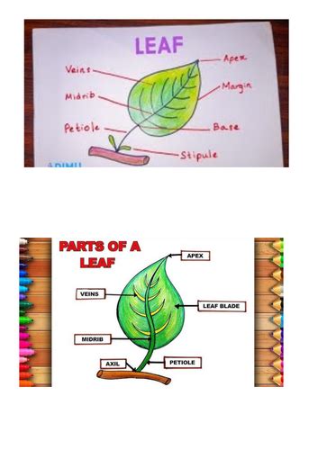 Ks2 Science Lesson Function Of A Leaf Teaching Resources