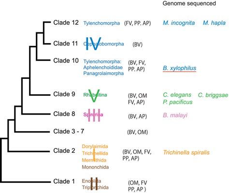 Major Taxonomic Groups Of The Phylum Nematoda And Species Whose Genomes Download Scientific